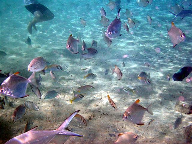 Redang